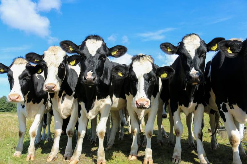 Dermatose nodulaire : les vaches pourraient manquer au Salon de l ...