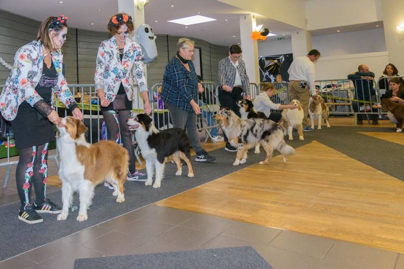 Vosges - Une journée sous le signe du berger australien - Epinal Info