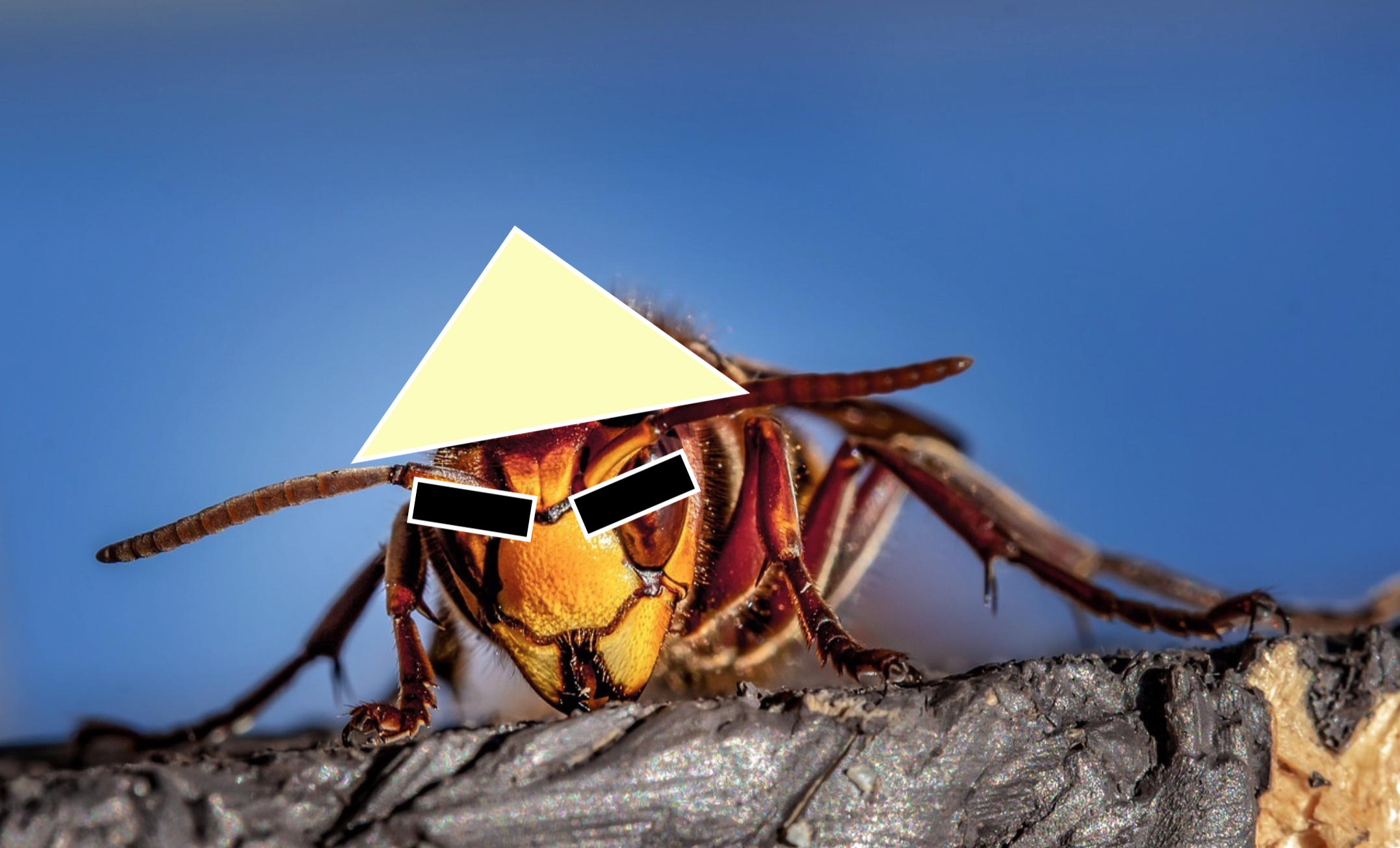 Frelon asiatique : le péril jaune (et noir) ? - Remiremont Info