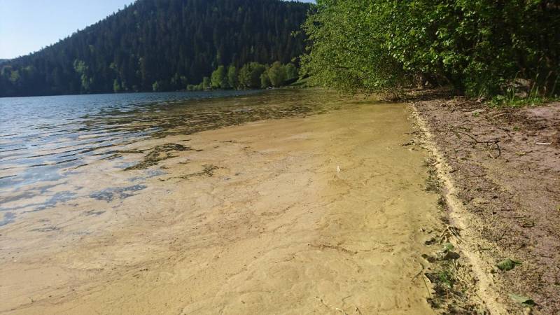 Des tas de pollen...couleur polenta - Gerardmer Info