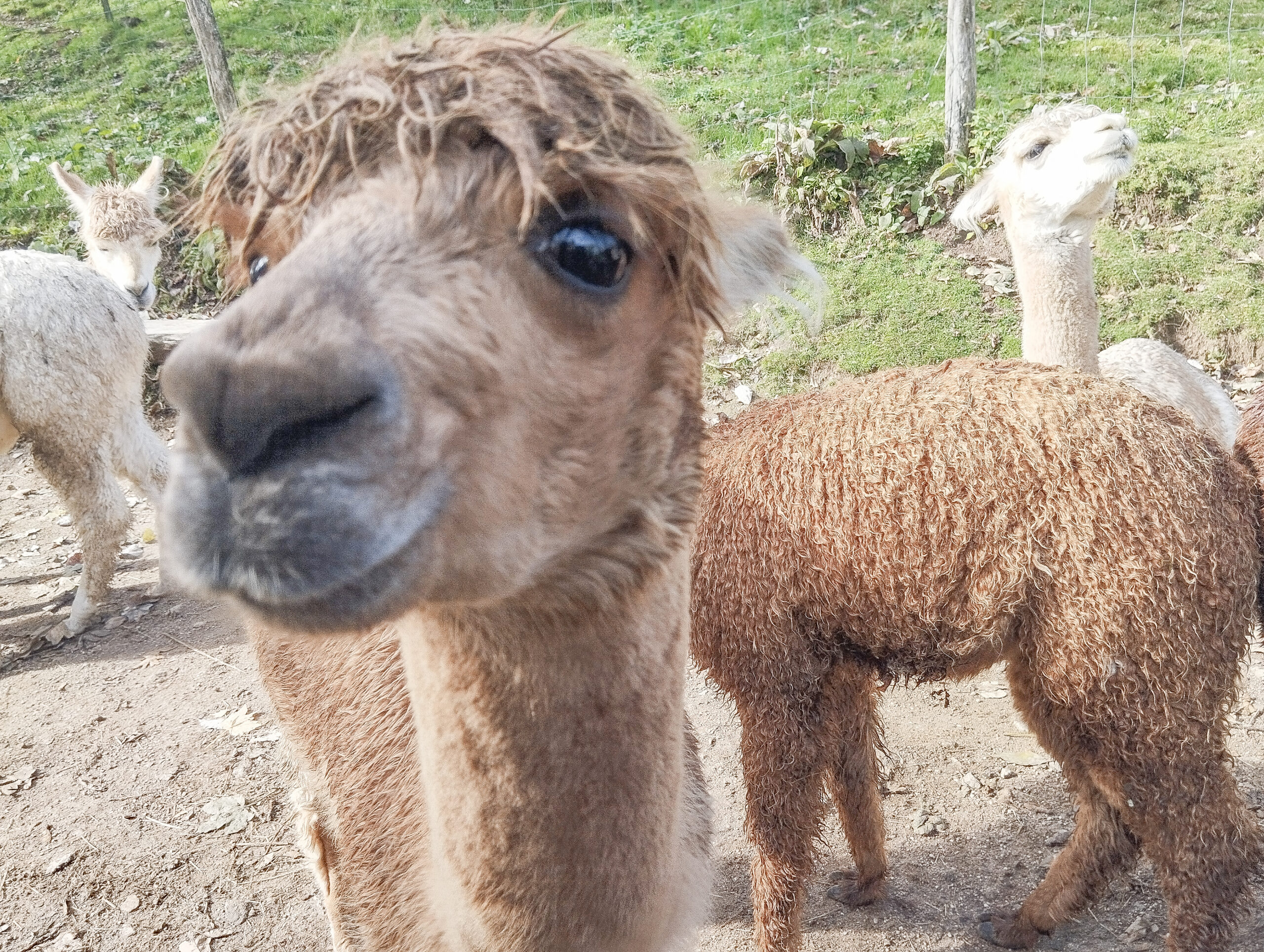 La Montagne des Lamas à La Bresse : un voyage au cœur des Andes depuis les Vosges - Gerardmer Info